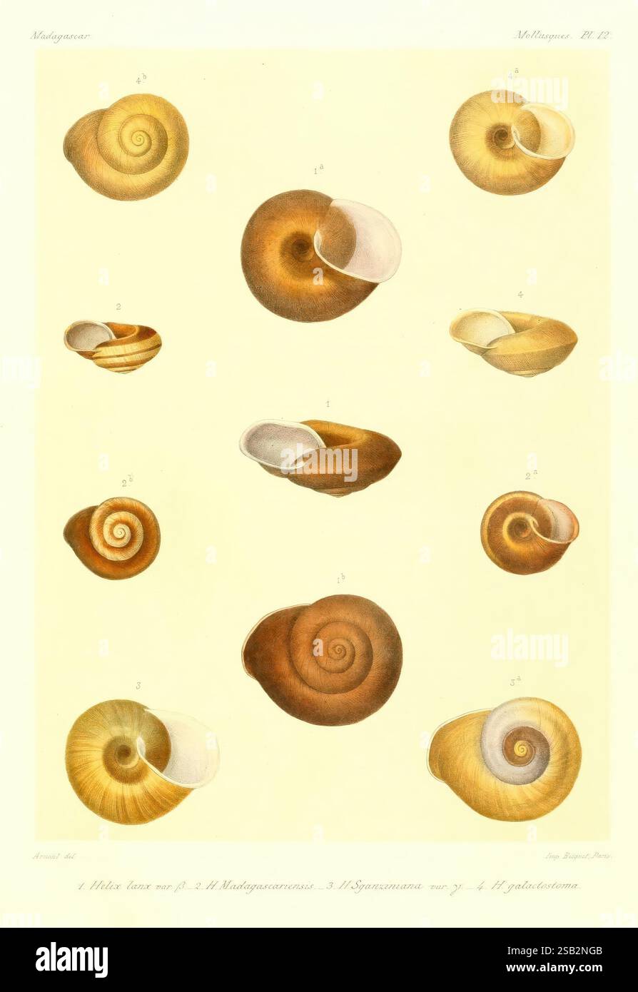 Histoire physique, naturelle, et politique de Madagascar Paris Impr ...