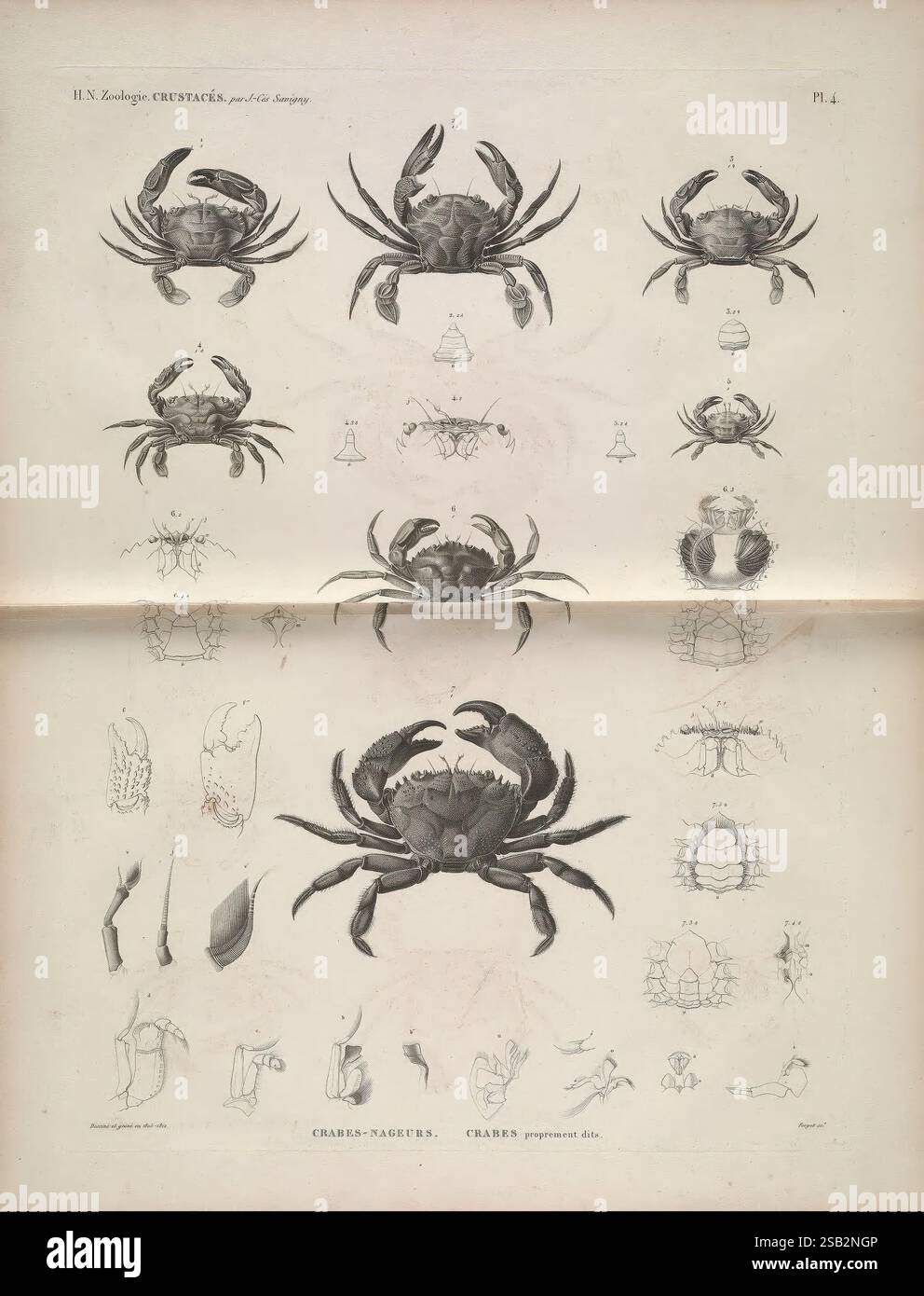Diverse representation of crabs hi-res stock photography and images - Alamy