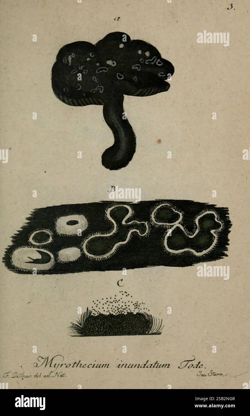 Deutschlands Flora in Abbildungen nach der Natur, Nürnberg, 1817 ...