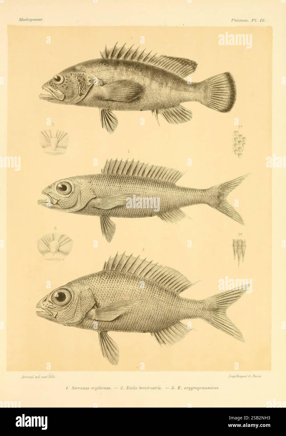 Histoire physique, naturelle, et politique de Madagascar, Paris, Impr ...