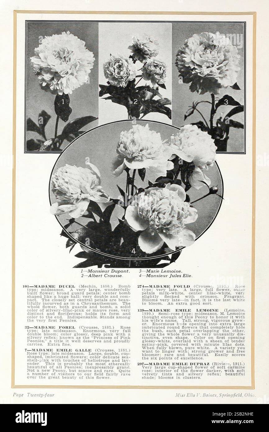 Various peony varieties hi-res stock photography and images - Alamy