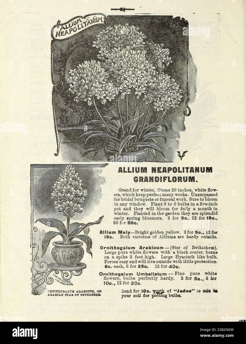 Allium neopolitanum grandiflorum hi-res stock photography and images ...