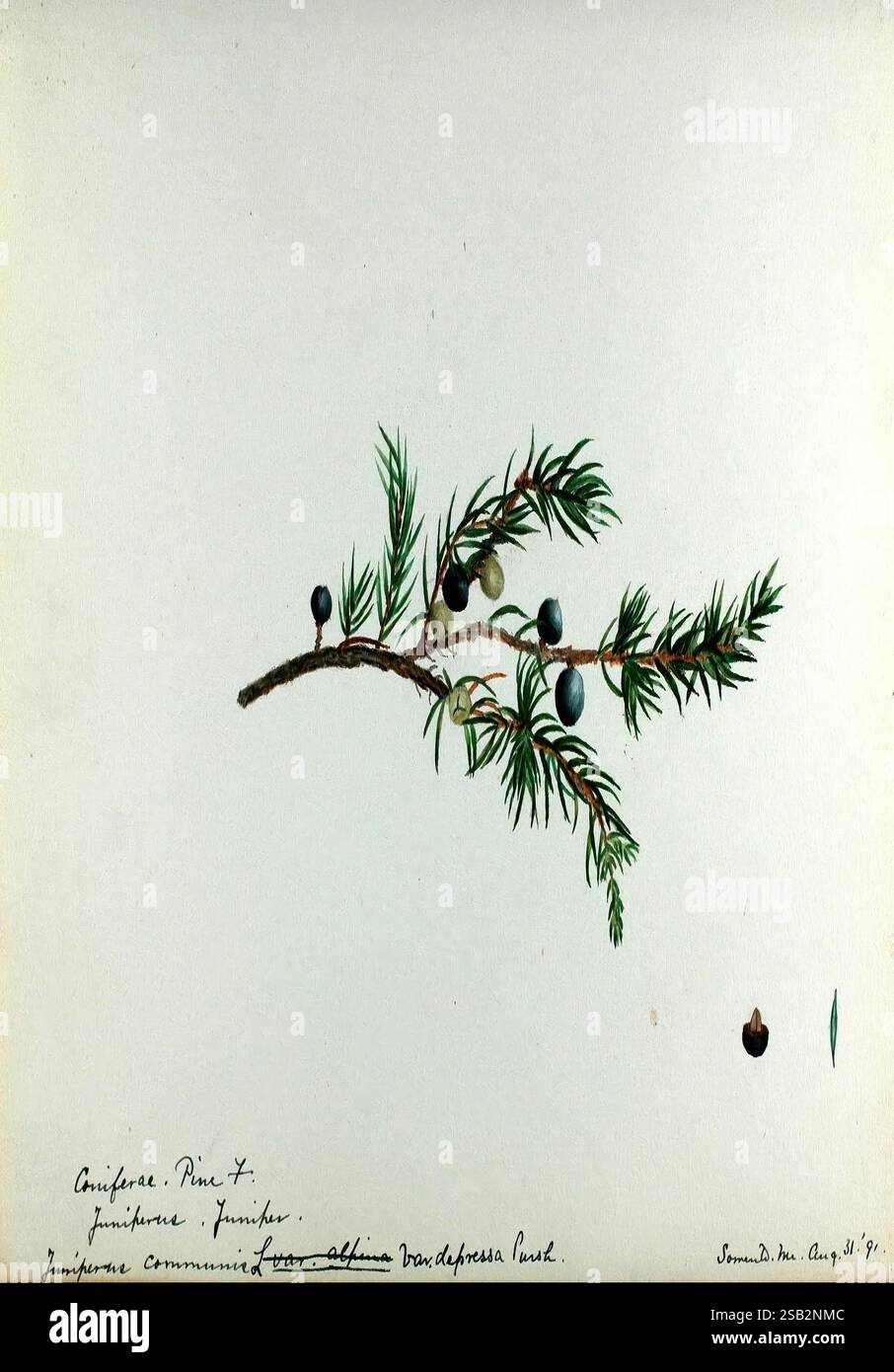 Water, color sketches, of, plants, of, North, America, and, Europe., A ...