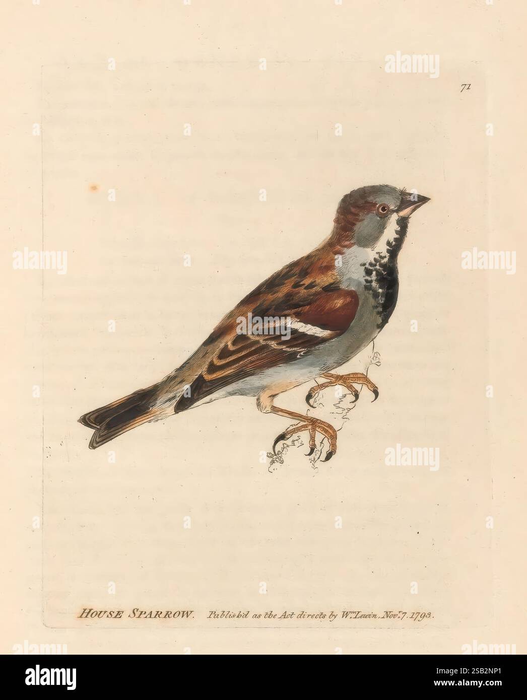 The birds of Great Britain, 1795-1801, Museum of Comparative Zoology, A ...