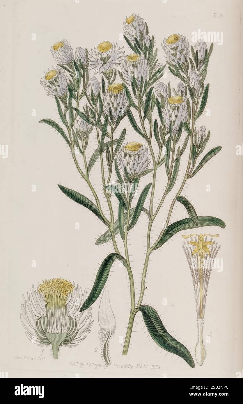 Edwards's botanical register, London, James Ridgway, 1829-1847, 1829 ...