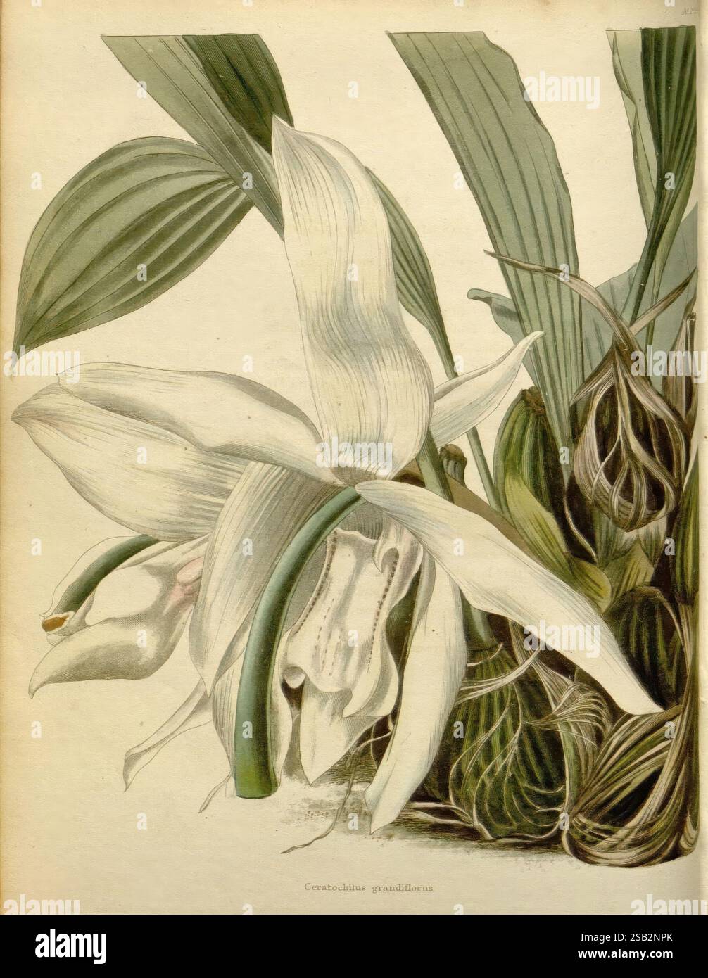 The botanical cabinet London John Arthur Arch 1817-1833, A beautifully ...