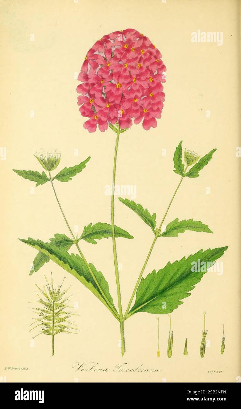 Paxton's Magazine of Botany, London, Orr and Smith, botany, periodicals ...