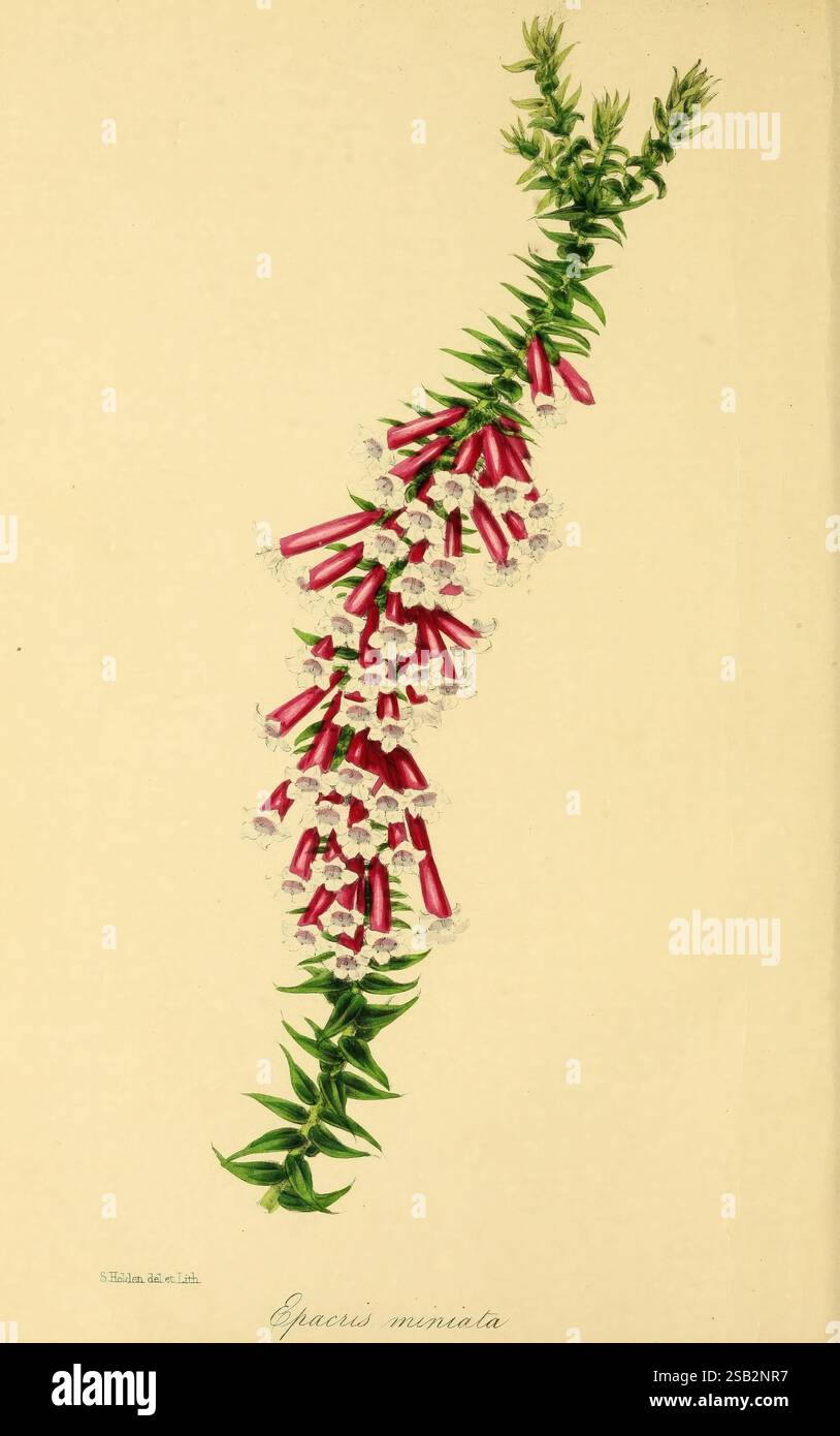 Elongated stem showcases hi-res stock photography and images - Alamy