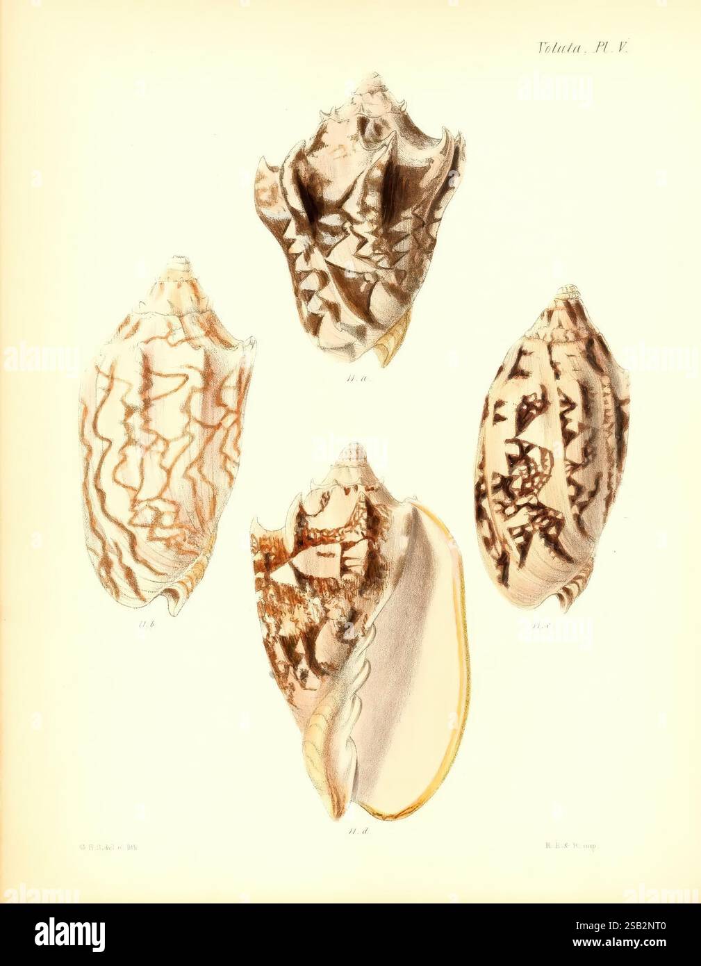 Conchologia iconica, or Illustrations of the Shells of Molluscous ...