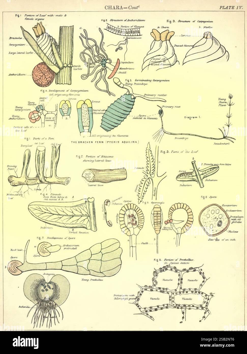 Chara within aquatic ecosystems hi-res stock photography and images - Alamy