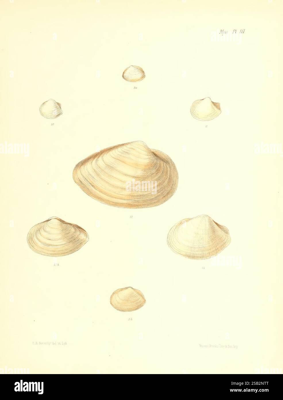 Smaller shells clustered hi-res stock photography and images - Alamy