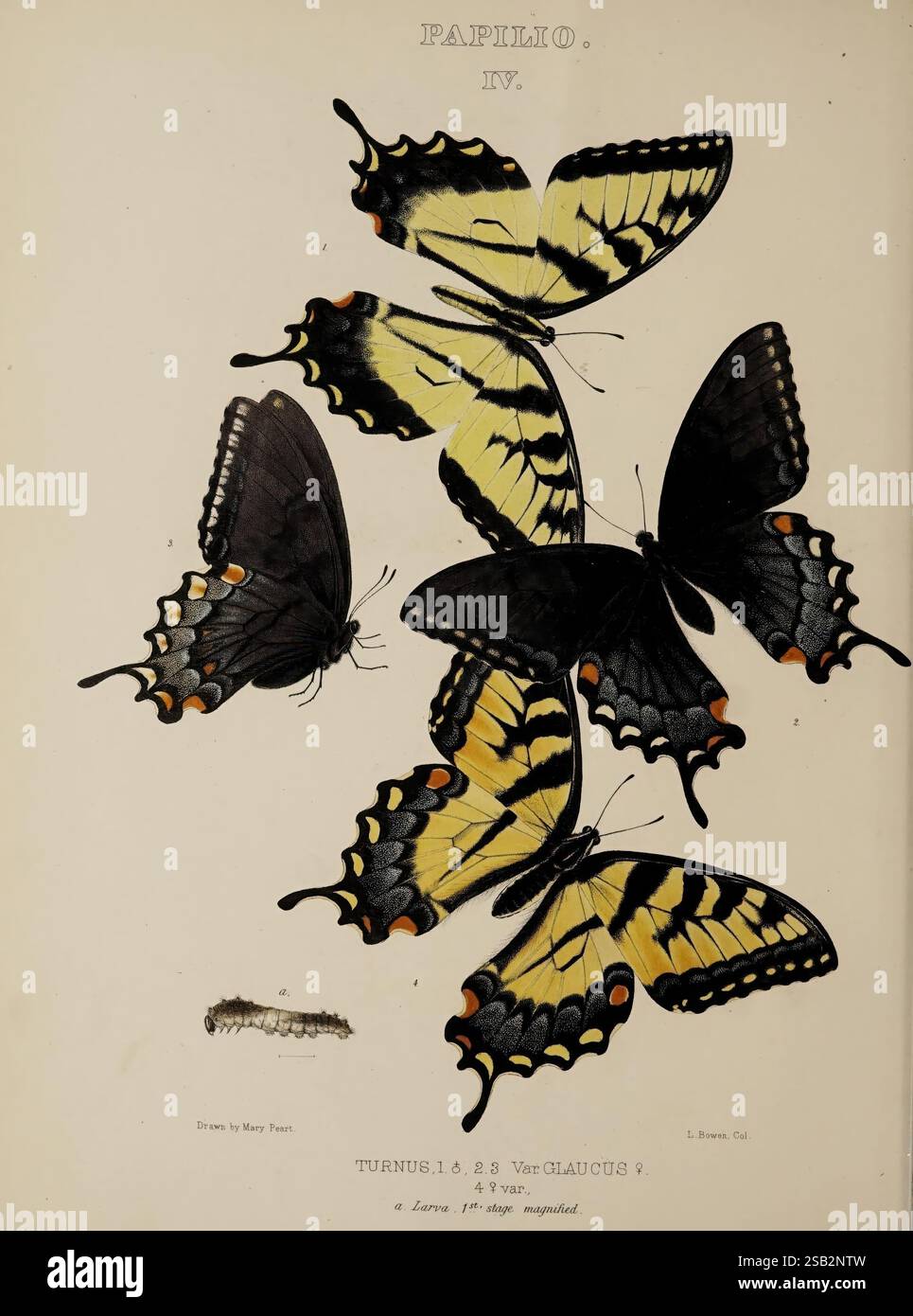 The Butterflies of North America 1884. Butterflies, North America ...