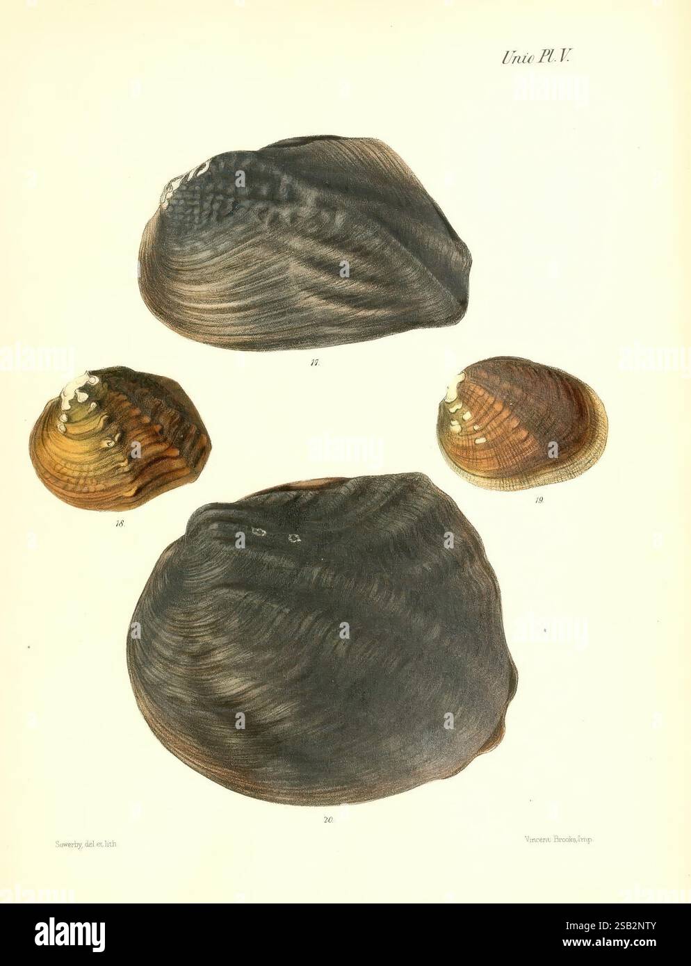Conchologia Iconica, or Illustrations of the Shells of Molluscous ...