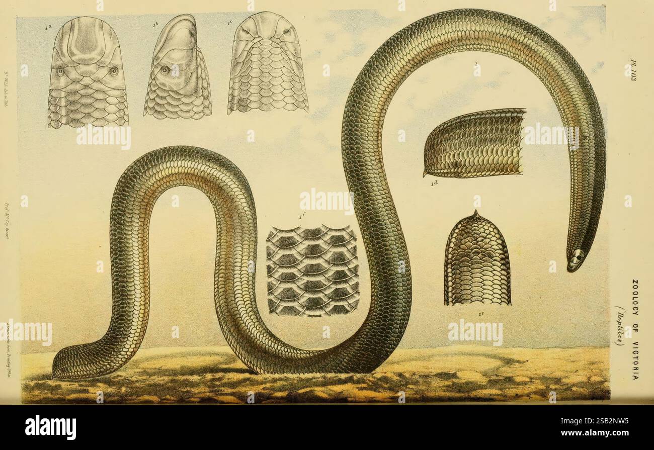 Blackish australian worm snake hi-res stock photography and images - Alamy