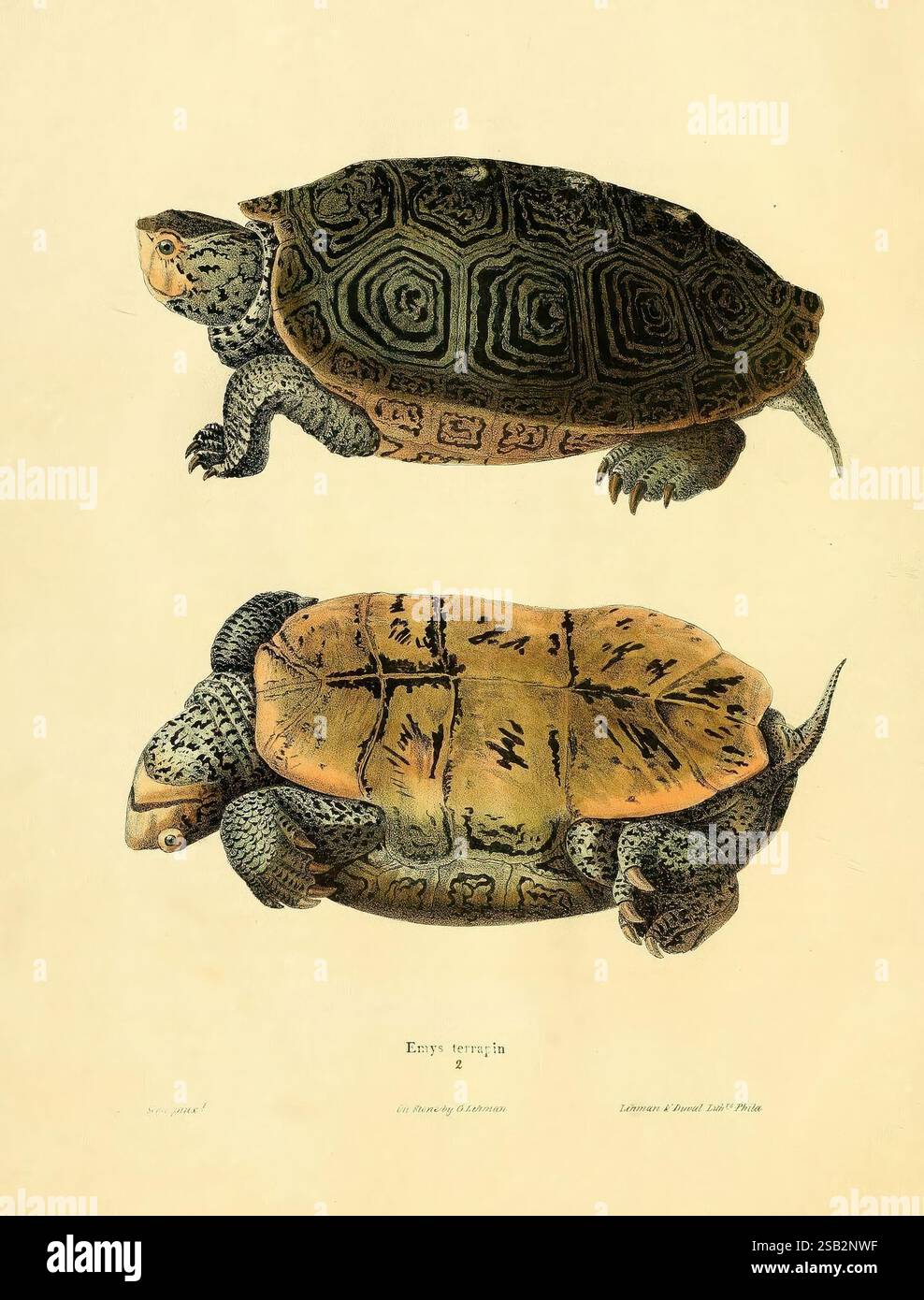 Scientifically inspired style hi-res stock photography and images - Alamy