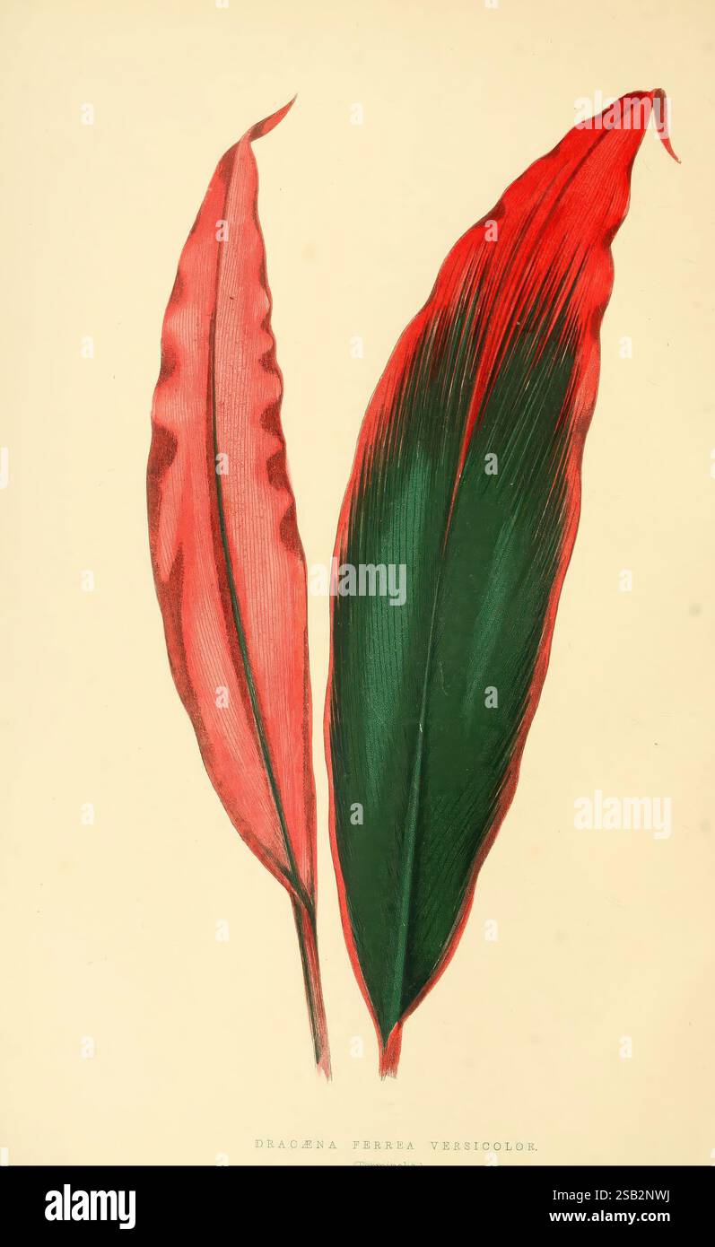 Vibrant red leaf exhibits hi-res stock photography and images - Alamy