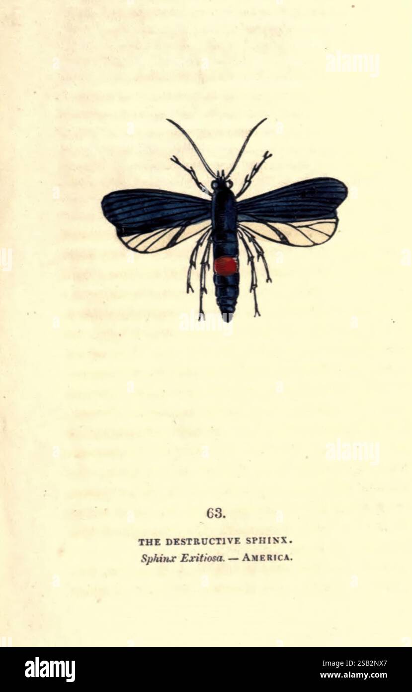 Moths distinctive features hi-res stock photography and images - Alamy