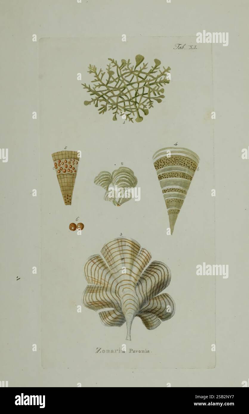 Green algal form spreads outwards hi-res stock photography and images ...