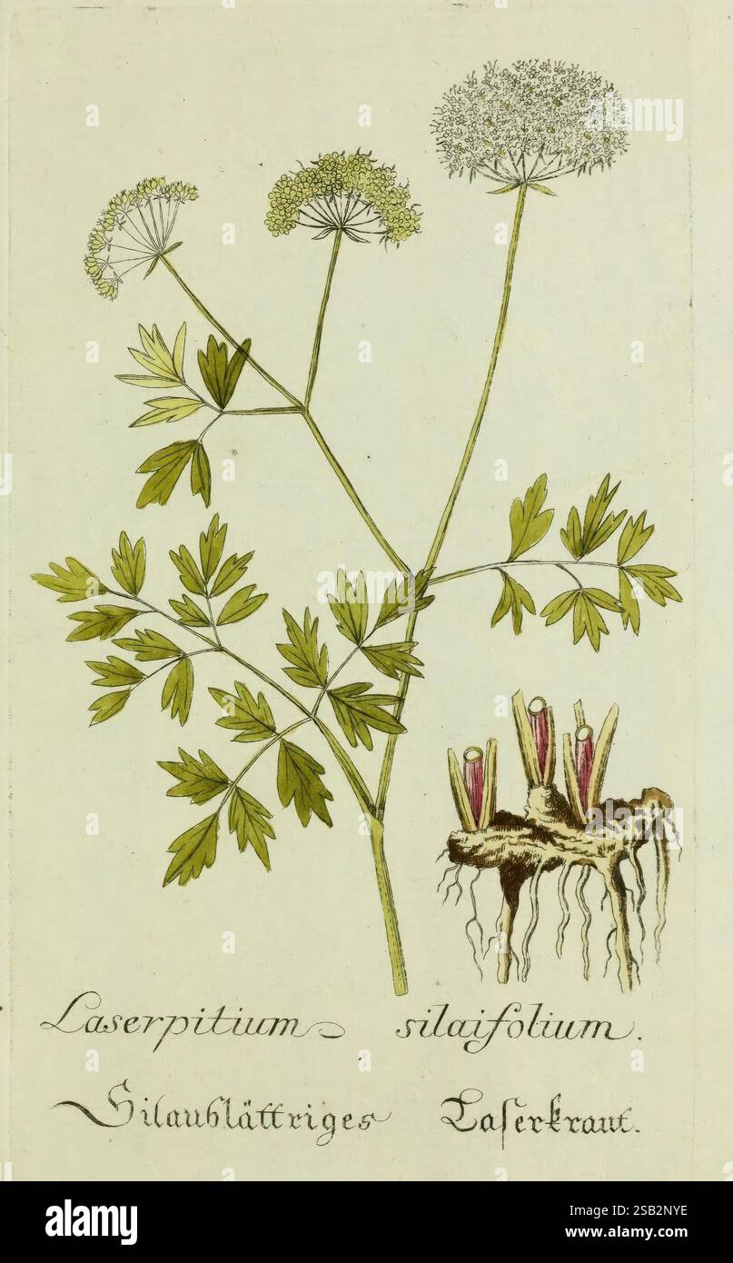 Laserpitium silaifolium hi-res stock photography and images - Alamy
