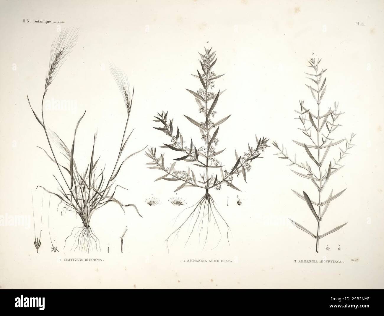 Amaranthus hybridus displays hi-res stock photography and images - Alamy