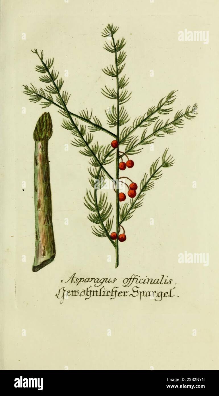 Plantarum indigenarum et exoticarum icones ad vivum coloratae, oder ...