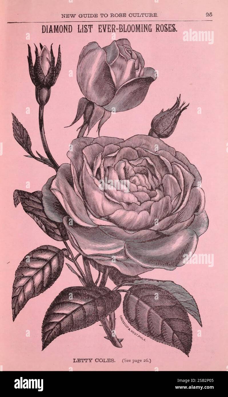 Letty coles hi-res stock photography and images - Alamy