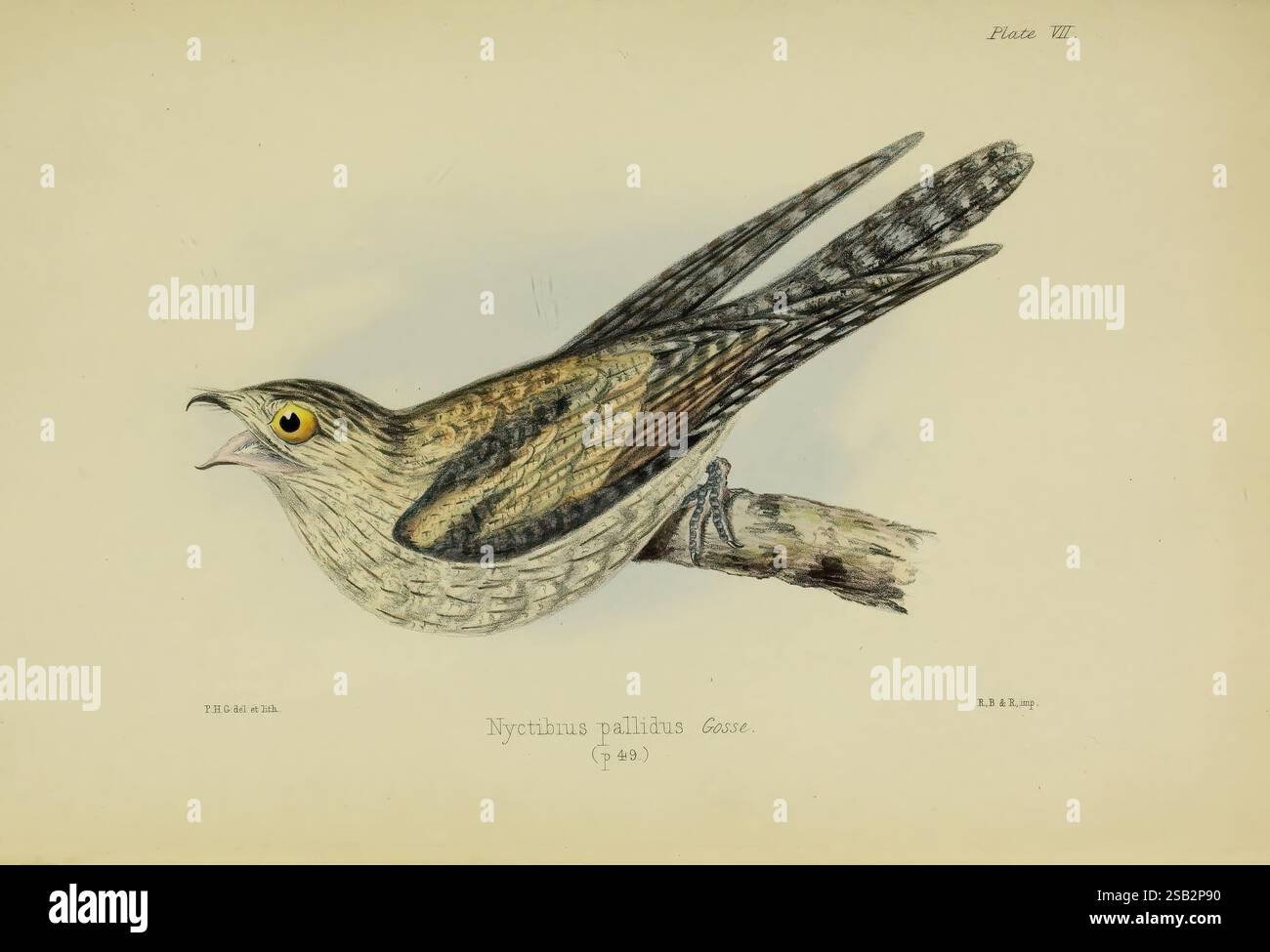 Nyctiphrynus pallidus hi-res stock photography and images - Alamy