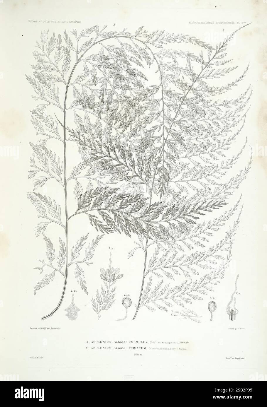 Complexity of fern anatomy hi-res stock photography and images - Alamy