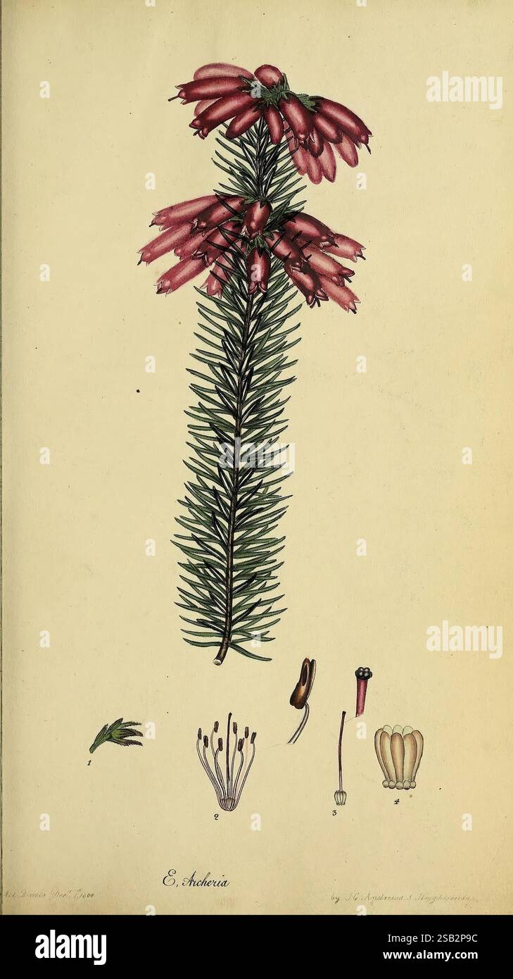 The heathery, or A monograph of the genus Erica, London, Henry G. Bohn ...
