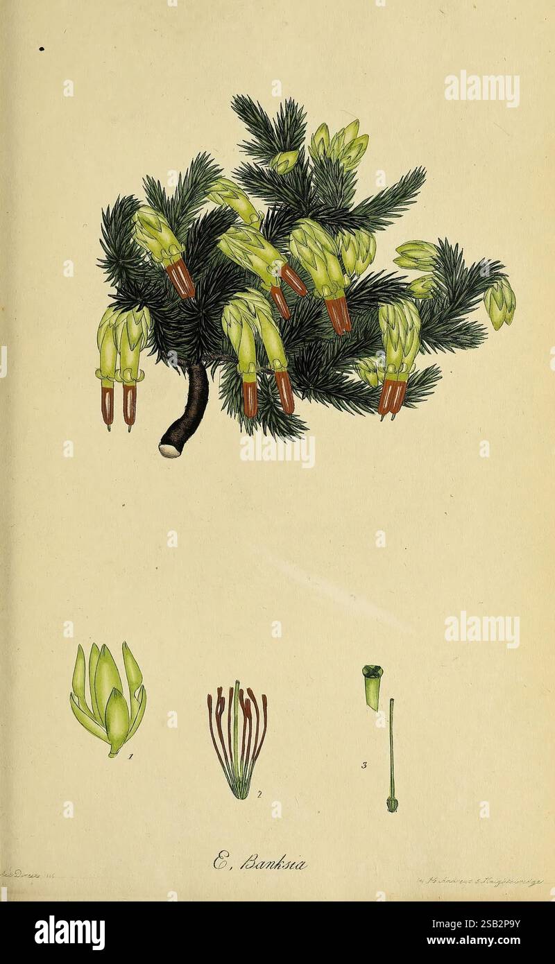 The, heathery, or A, monograph, of, the, genus, Erica, London, Henry, G ...