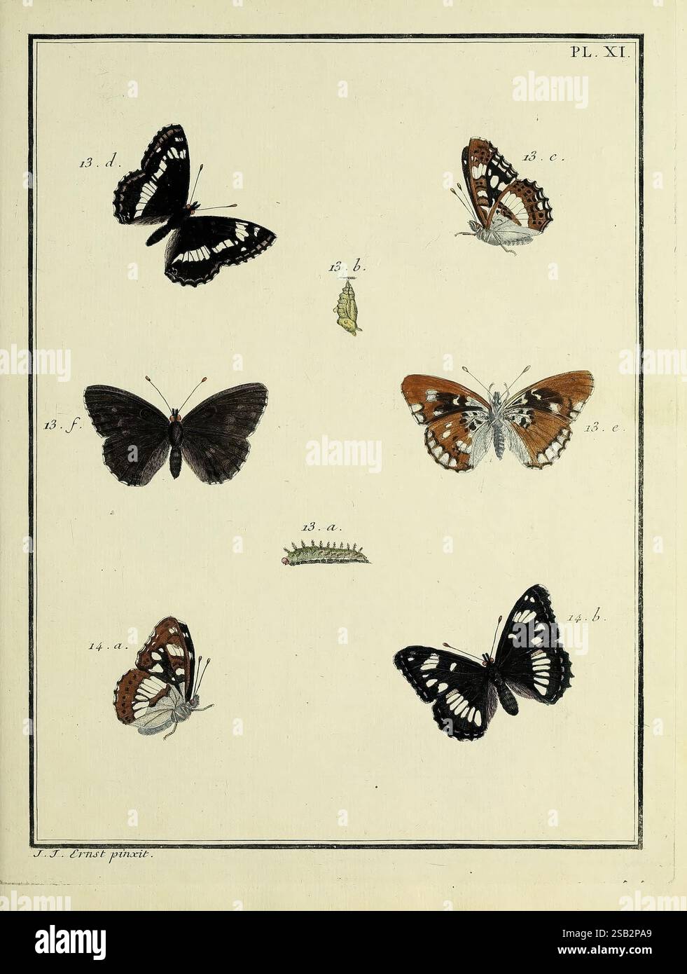 Two additional butterfly species hi-res stock photography and images ...