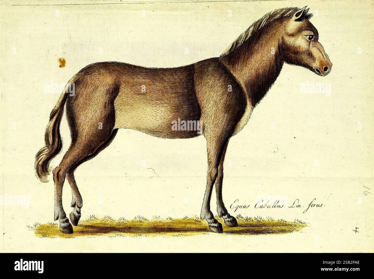 Getreue, A detailed illustration of a horse depicted in a dynamic ...