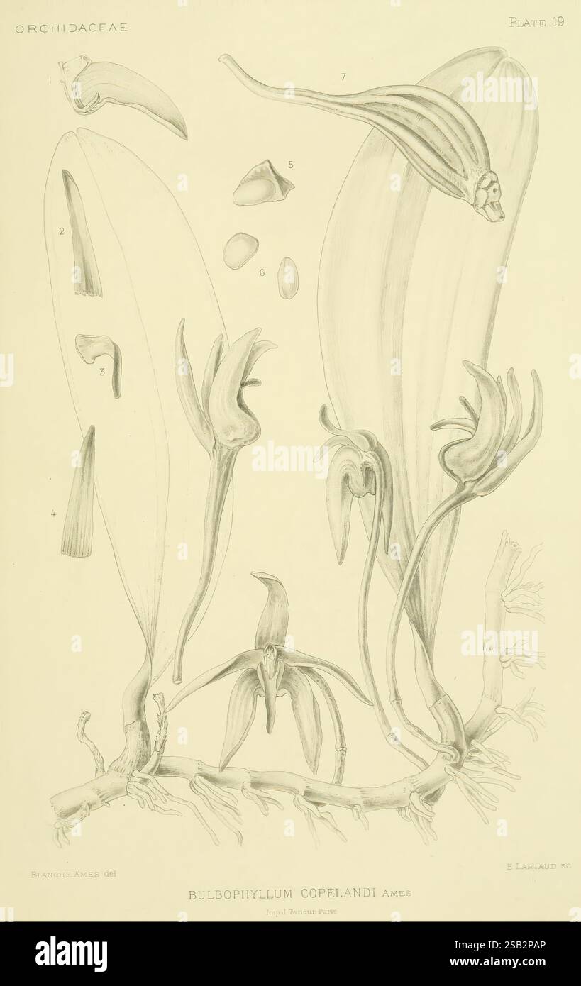 Drawing features various elements hi-res stock photography and images ...