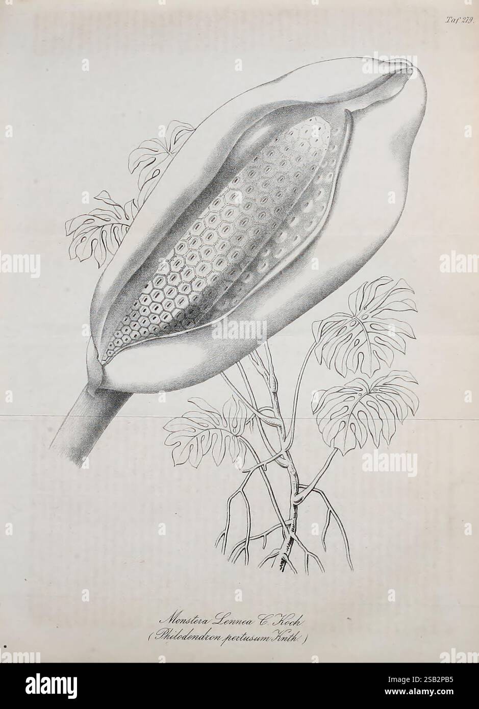 Monstera genus hi-res stock photography and images - Alamy