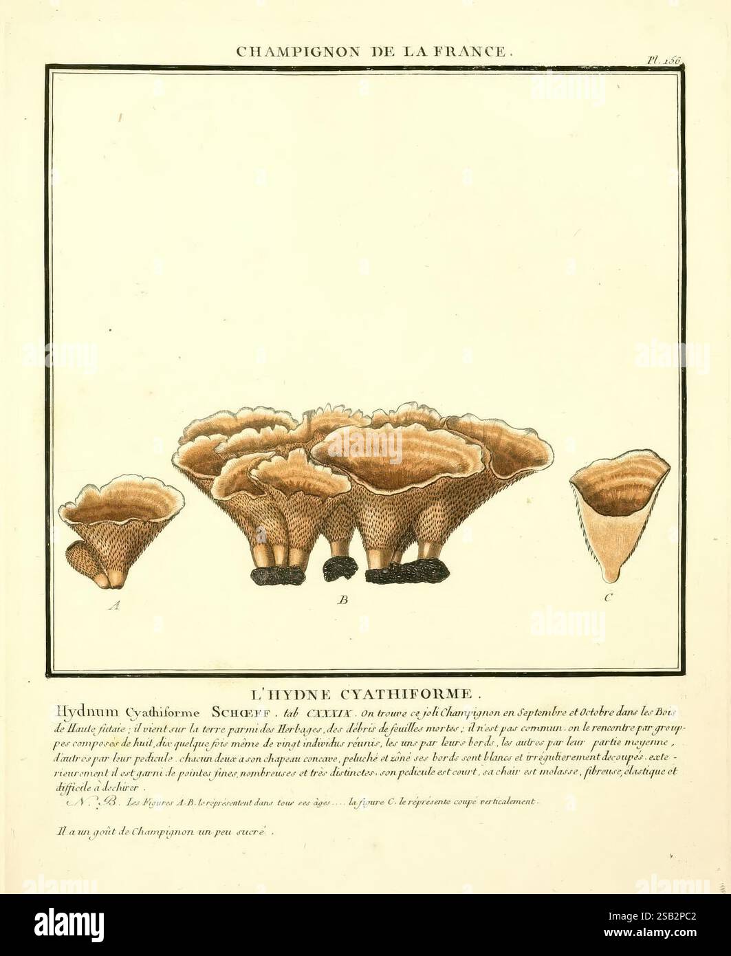 Cyathiform hydnum hi-res stock photography and images - Alamy