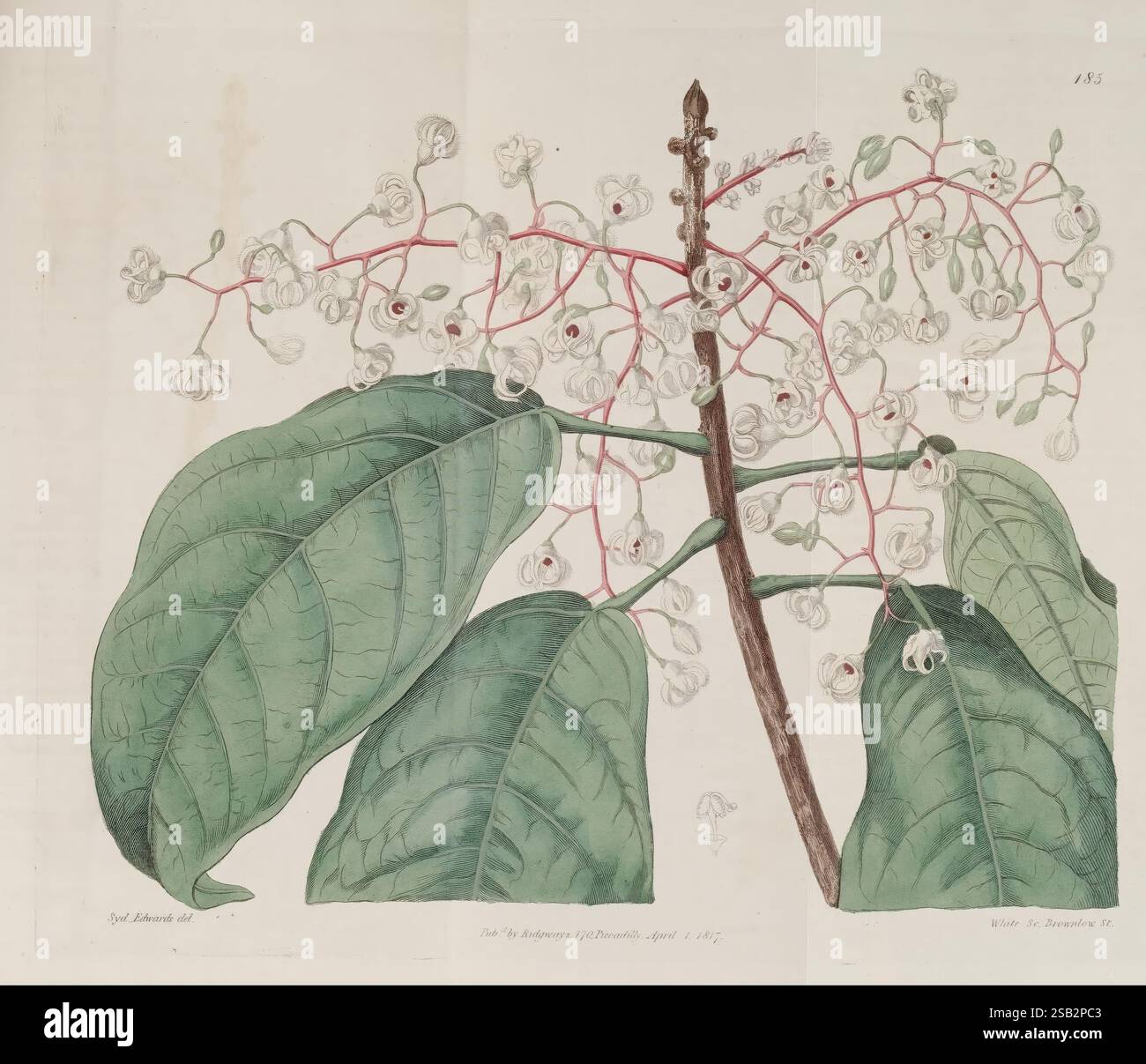 The Botanical Register, London, Printed for James Ridgway, 1815-1828 ...