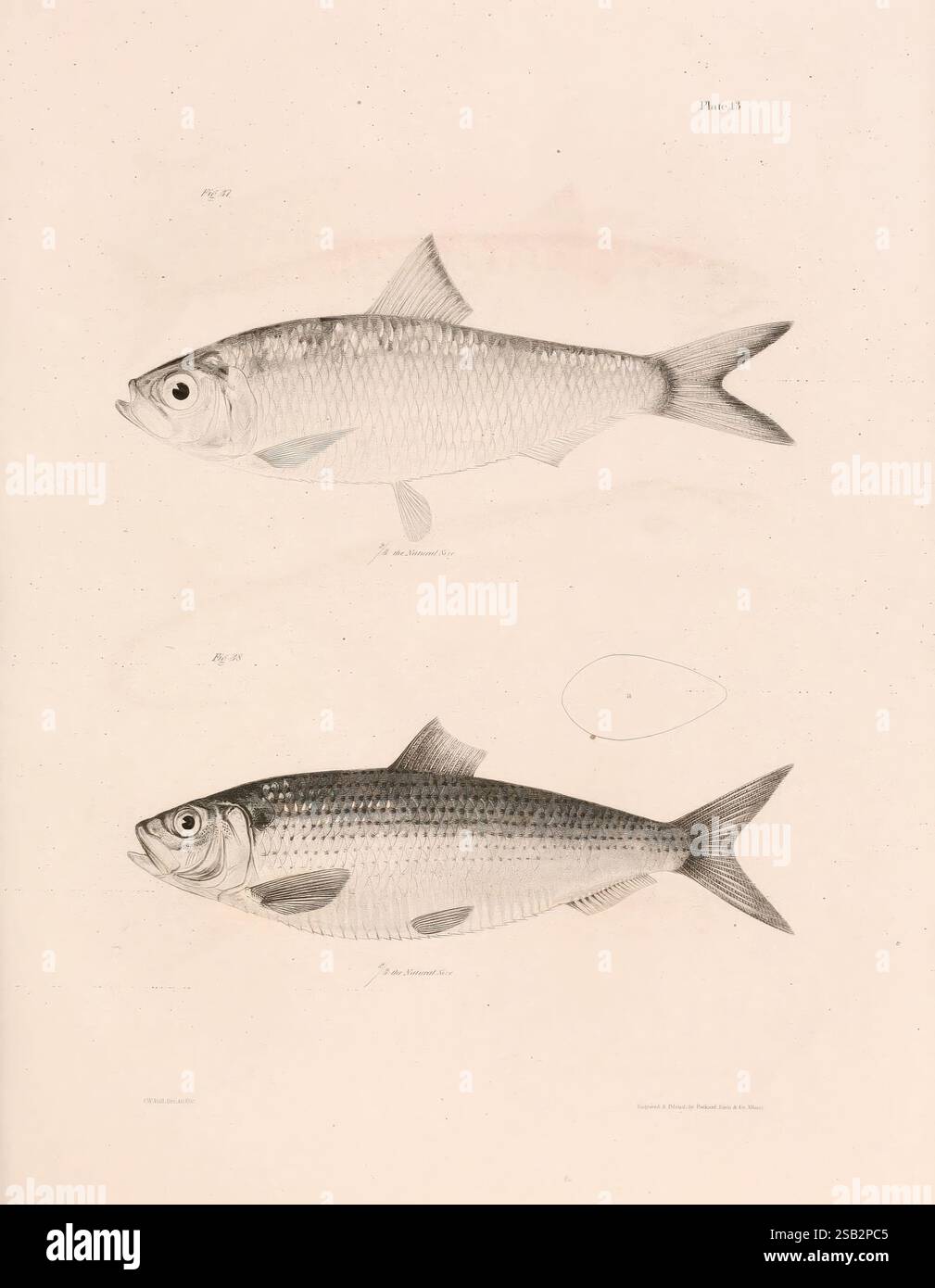Zoology, New York, Albany, W. & A. White, J. Visscher, 1842-44, Natural ...