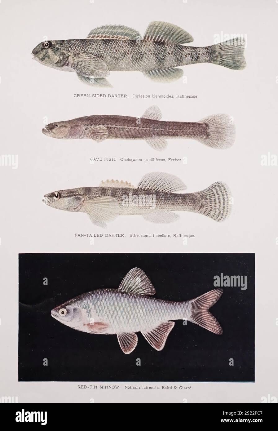 Redfin minnow stands hi-res stock photography and images - Alamy