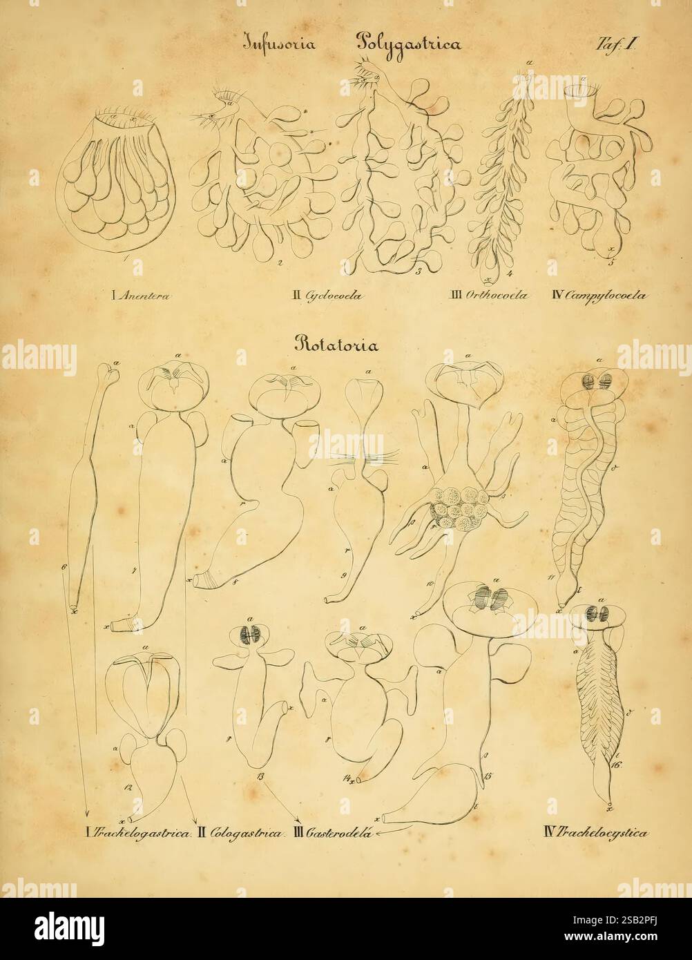 Naturgeschichte der Infusionsthiere, vorzüglich nach Ehrenberg's ...