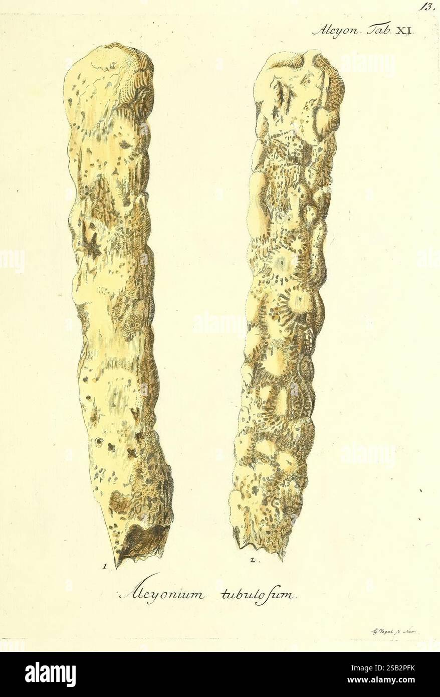 Two elongated coral specimens labeled hi-res stock photography and ...