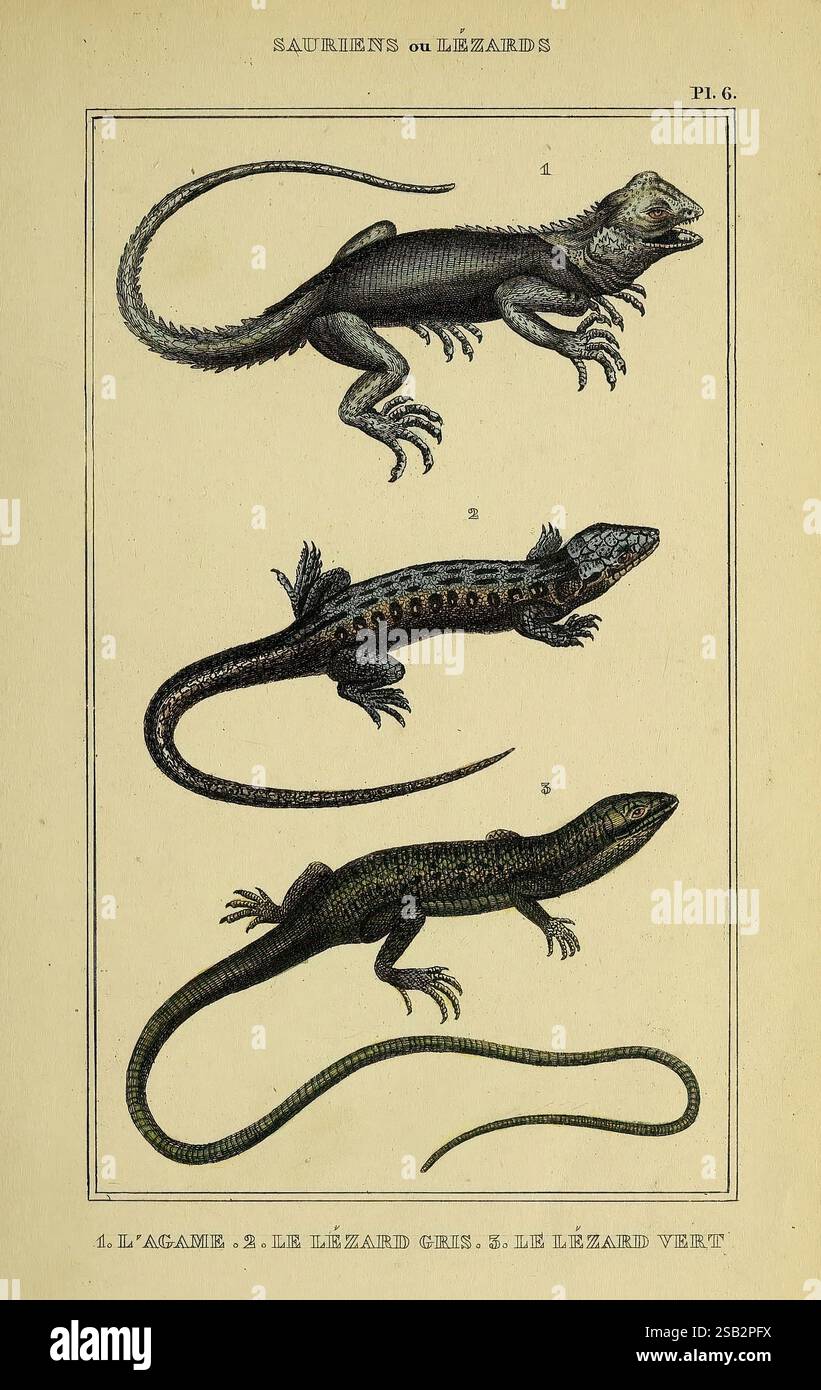 Oeuvres du comte de Lacépède Paris P. Duménil 1836 Natural history ...