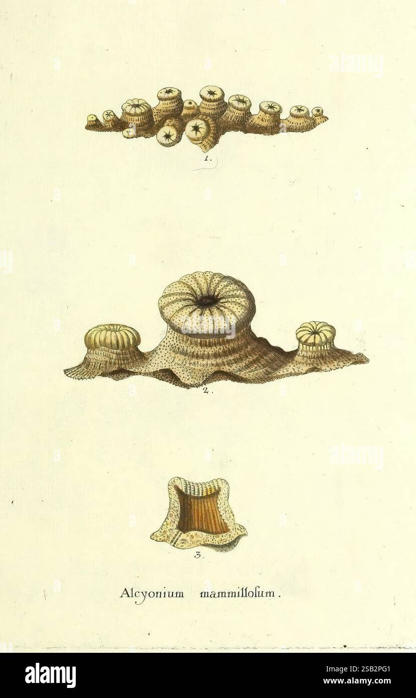 Alcyonium mammillatum hi-res stock photography and images - Alamy