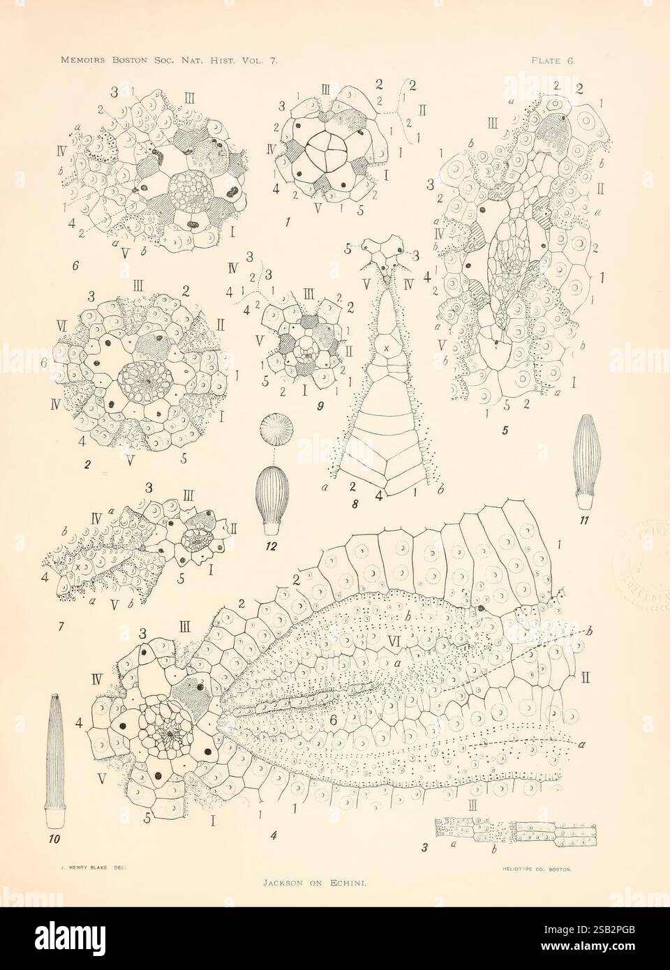 Phylogeny of the Echini, Boston, The Society, 1912, paleontology ...