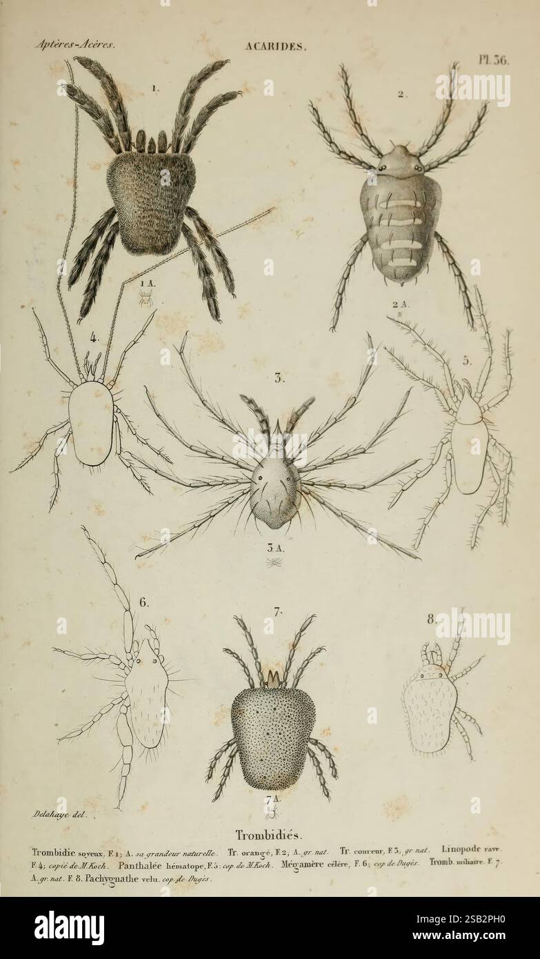 Trombidiae family hi-res stock photography and images - Alamy