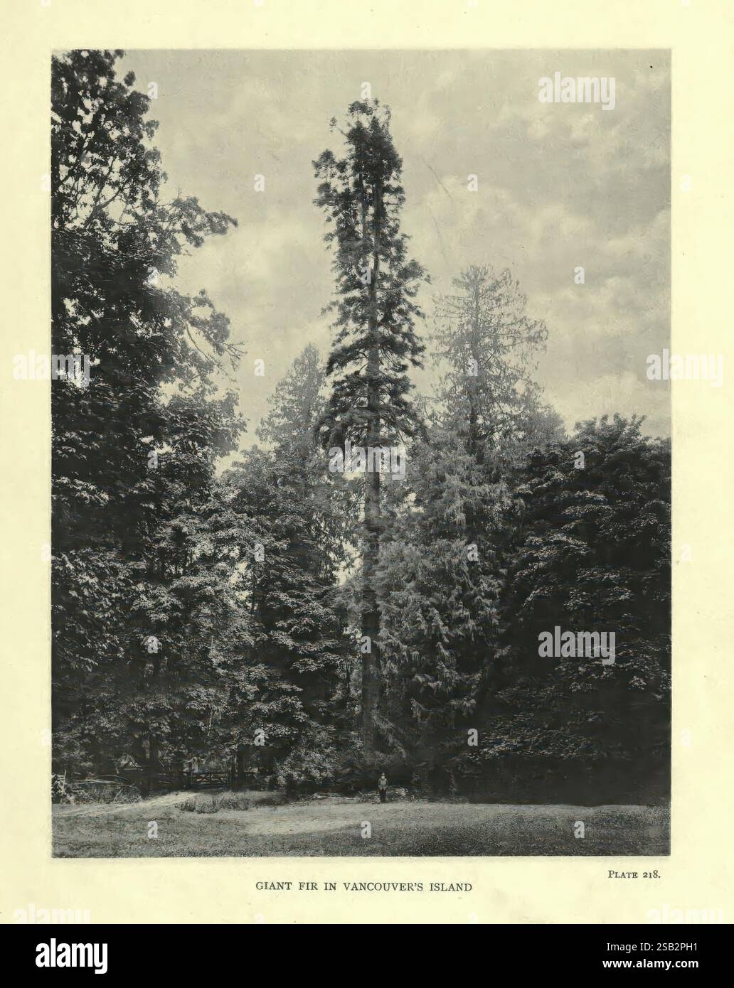 Towering giant fir tree hi-res stock photography and images - Alamy