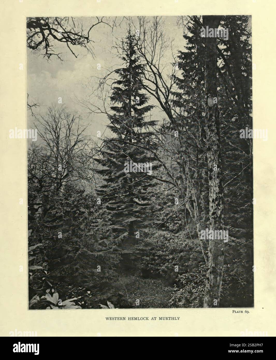 Serene forest scene features tall western hemlock trees hi-res stock ...