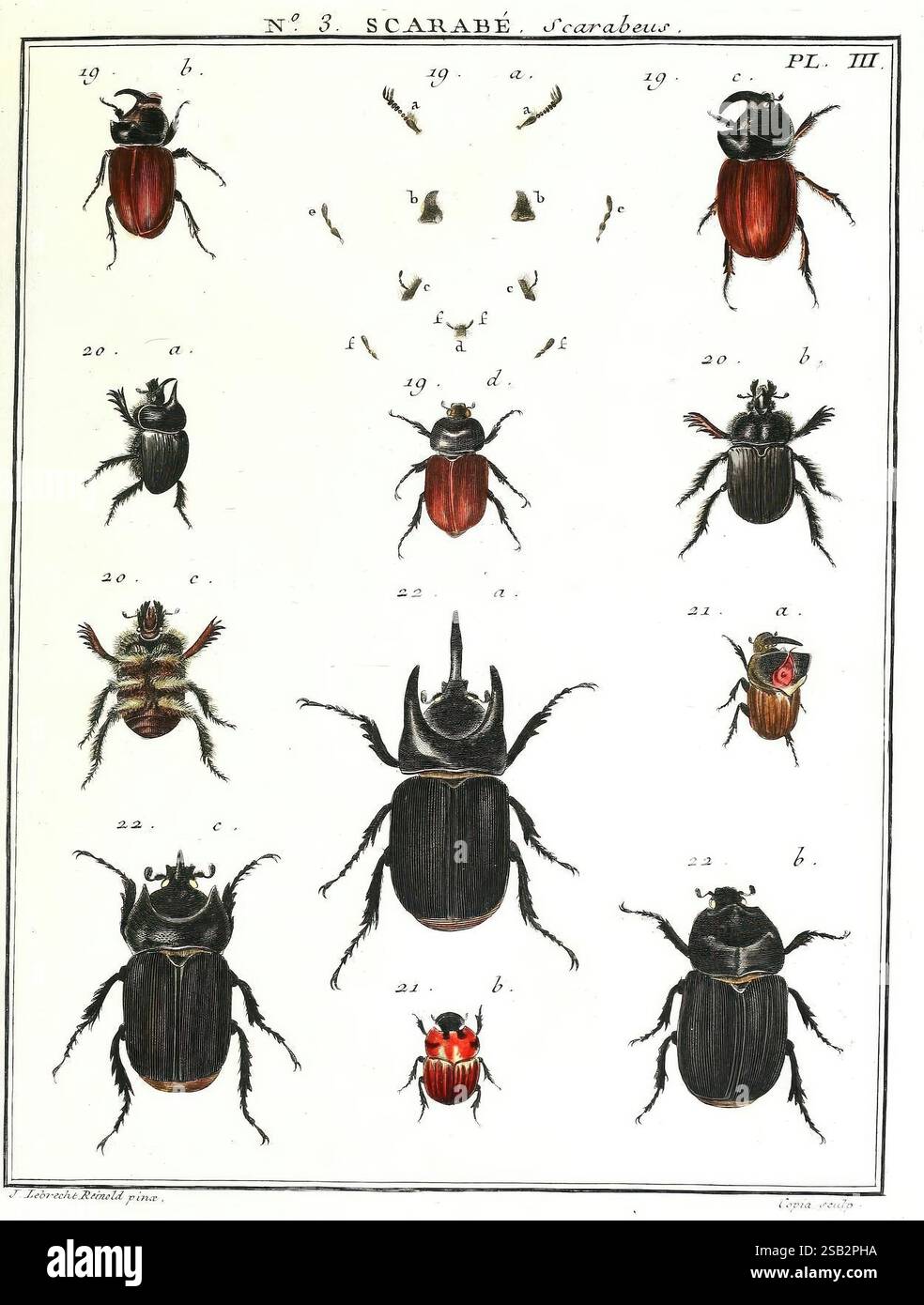 Entomologie ou Histoire naturelle des insectes, Paris, Imp. Baudouin ...