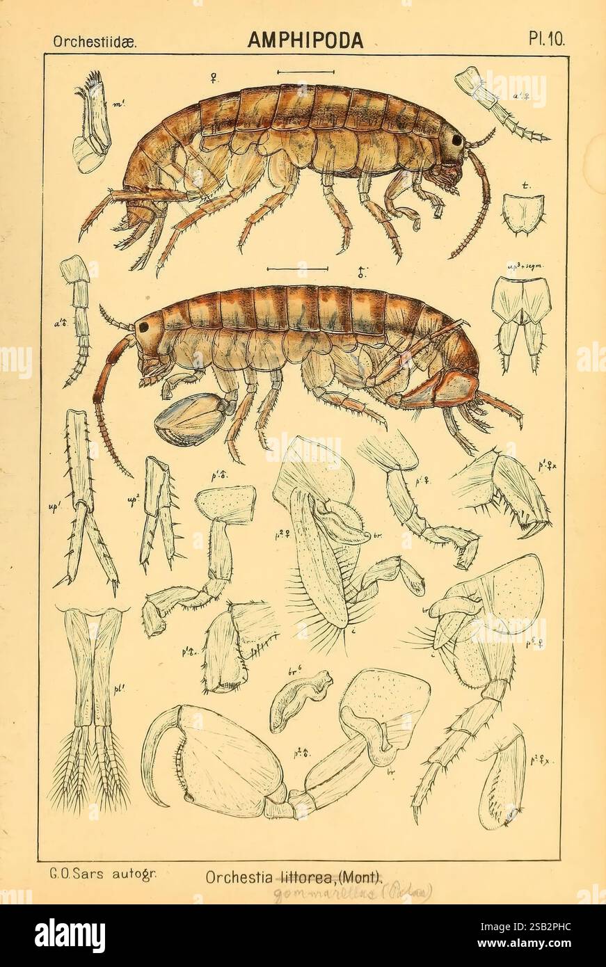 An account of the Crustacea of Norway Christiania, A. Cammermeyer, 1895 ...