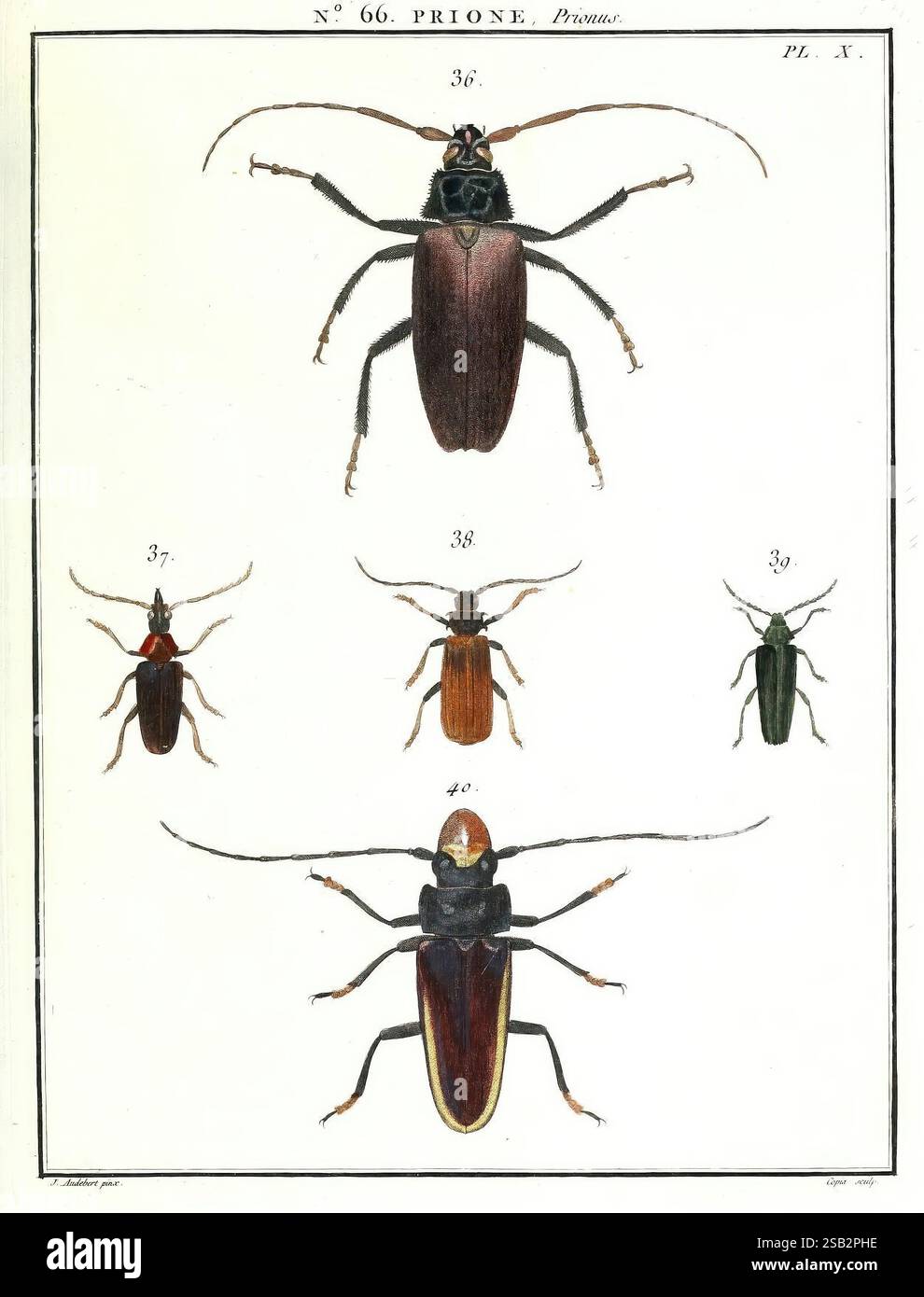 Entomologie ou Histoire naturelle des insectes, Paris, Imp. Baudouin ...