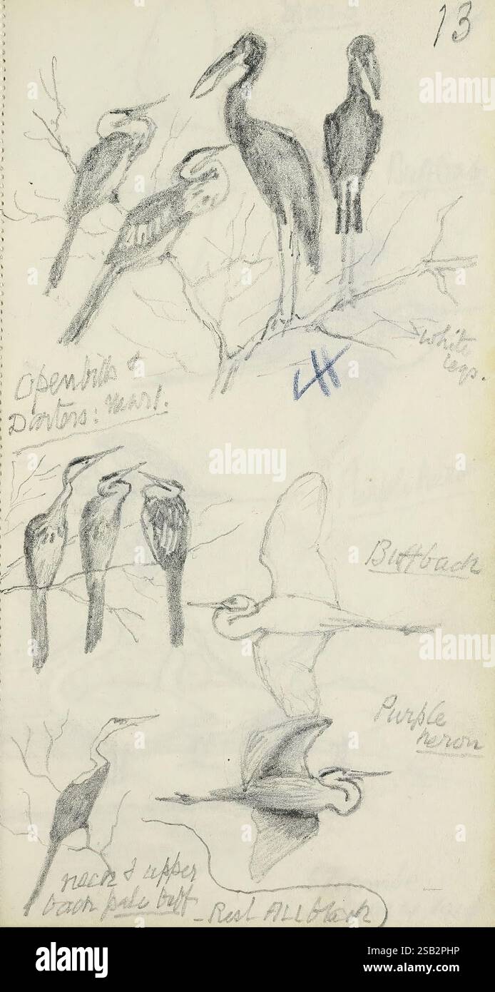 Identifying different bird species hi-res stock photography and images ...